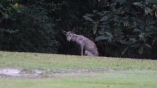 Stories Of The Chupacabra: Mysterious Cryptid Or Hairless Dog?